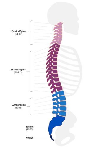 Understanding Spinal Cord Injury (SCI) | Spinal Cord Injury Ontario